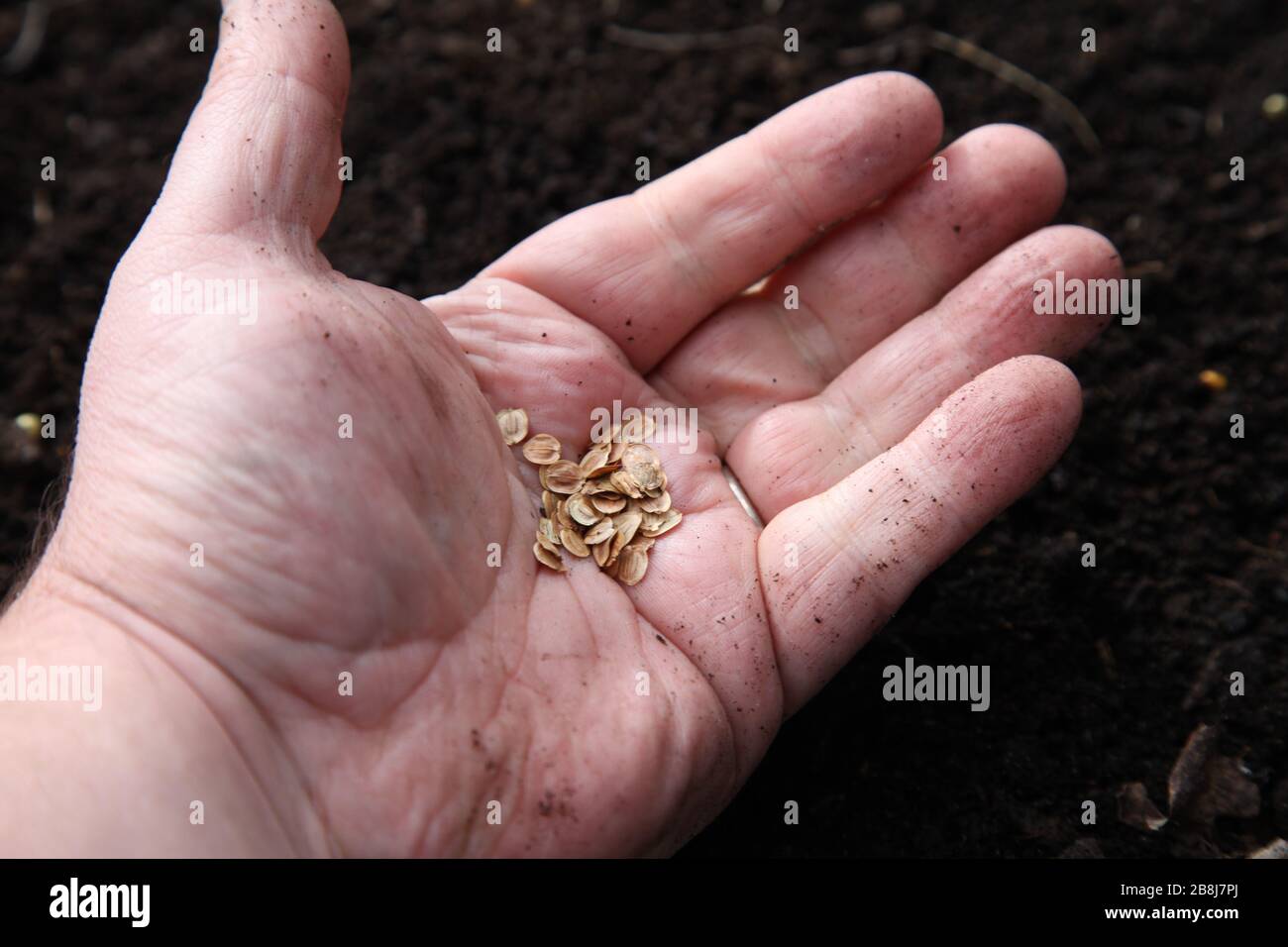 Parsnip seeds in palm hi-res stock photography and images - Alamy