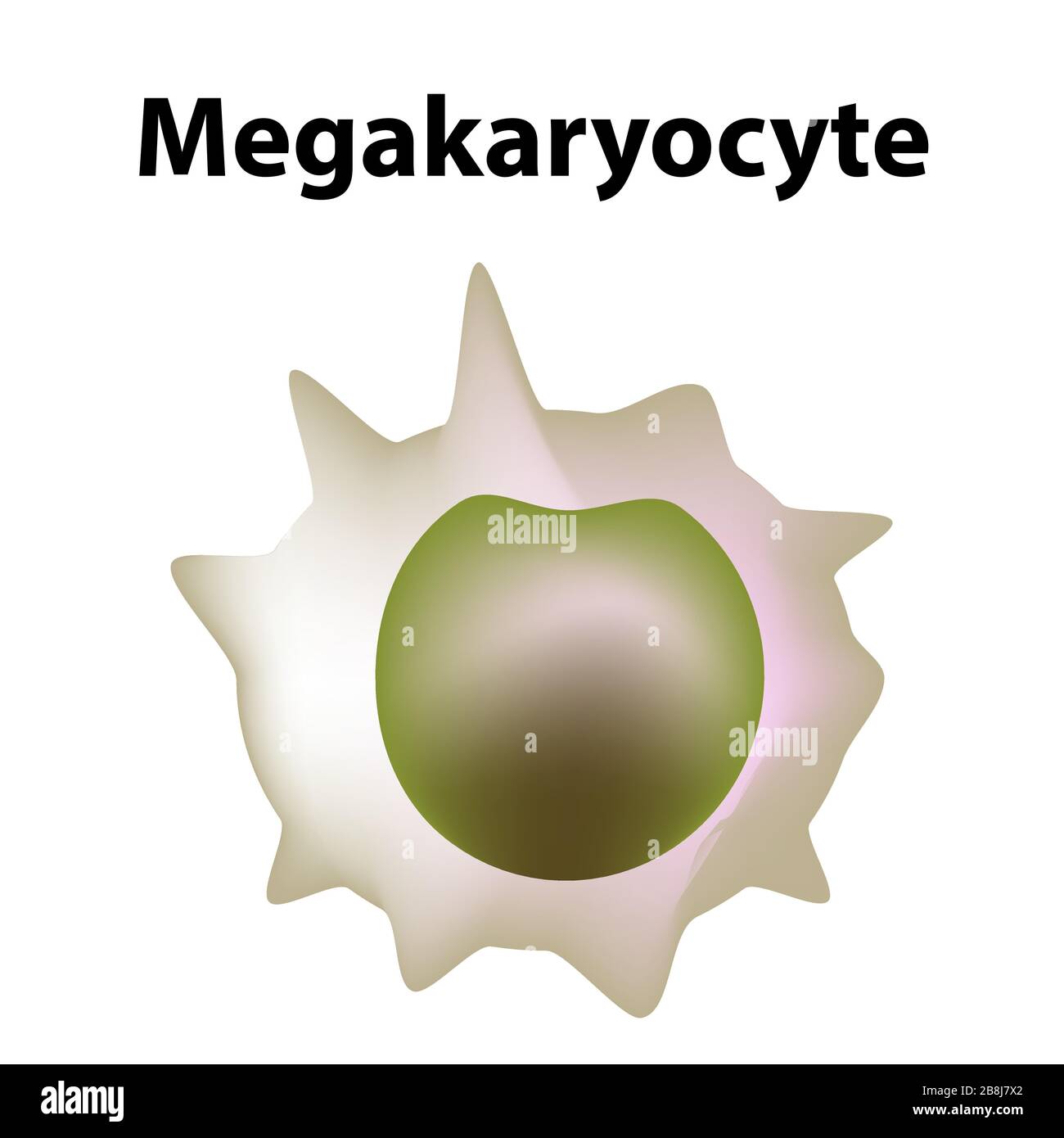 The structure of platelets. Platelets are a blood cell. myeloid, stem ...