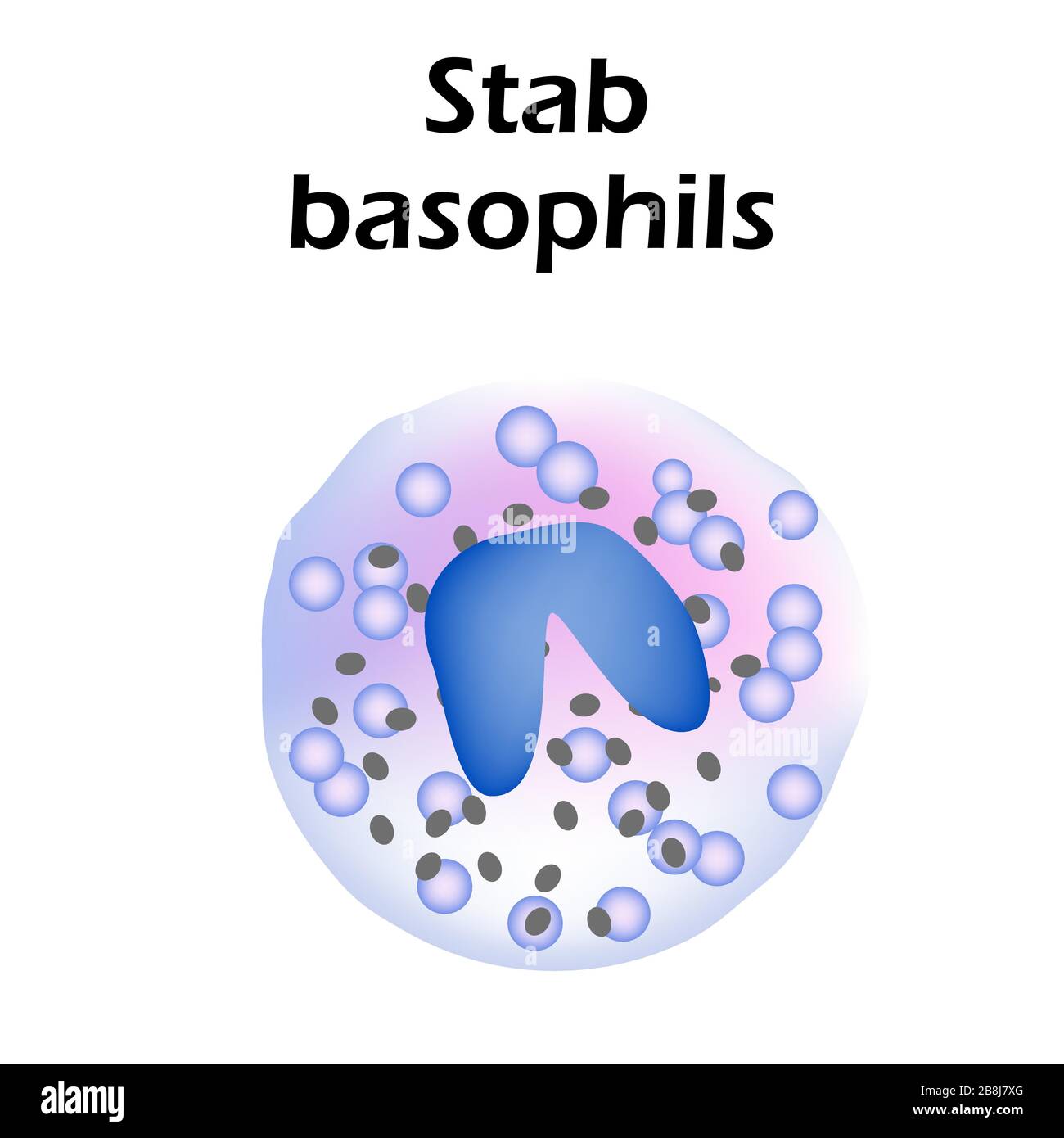 Basophils structure. Basophils blood cells. White blood cells ...