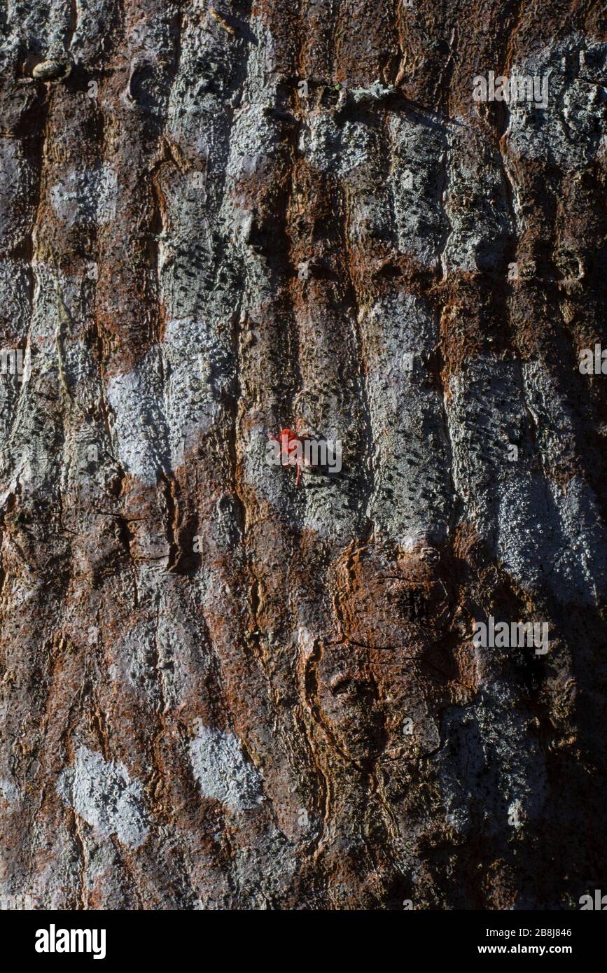 Trace rouge hi-res stock photography and images - Alamy