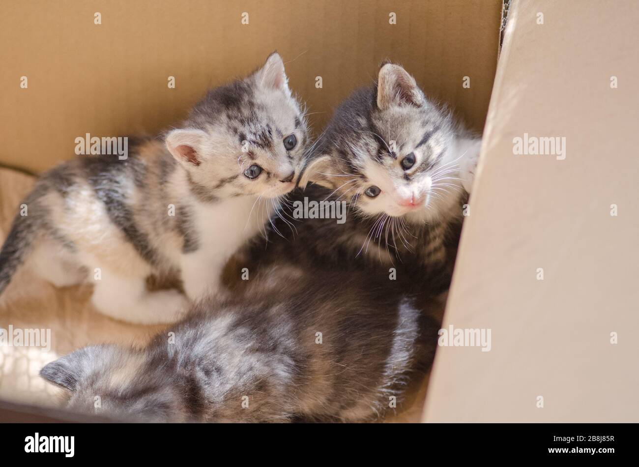 Big cat in small box hi-res stock photography and images - Alamy