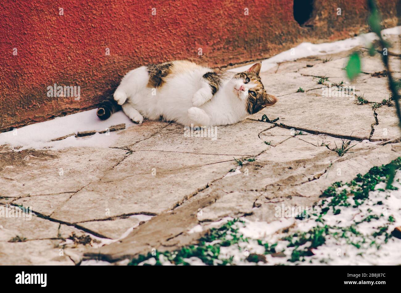 Street homeless cat. Homeless stray cat on the rustic street. Wild ...