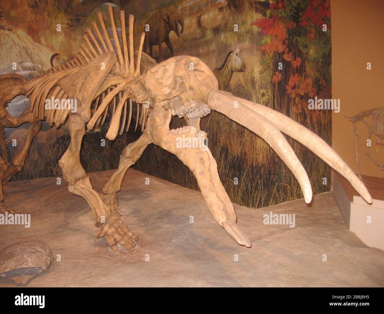 Gomphotherium High Resolution Stock Photography and Images - Alamy