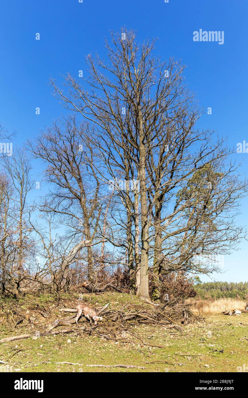 Withered oak trees on the edge of a green meadow. Trees broken by gale ...