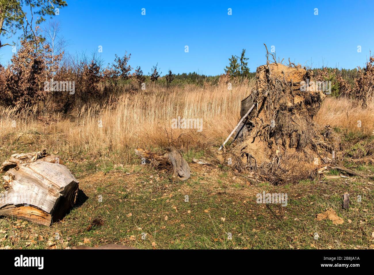 Large uprooted tree stump. A tree uprooted by a gale. Work in forest ...