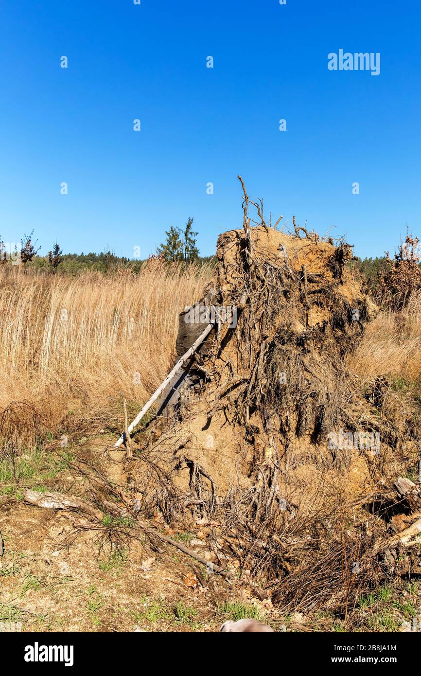 Large uprooted tree stump. A tree uprooted by a gale. Work in forest ...
