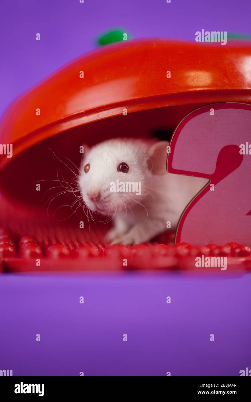 Cute rat on a purple background with numbers Stock Photo - Alamy