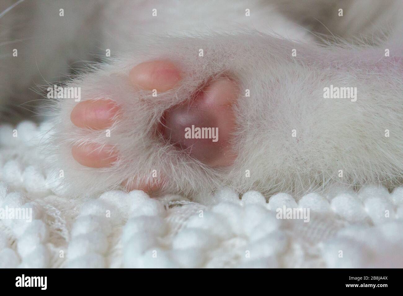 White cat's paw with pink pillows Stock Photo - Alamy