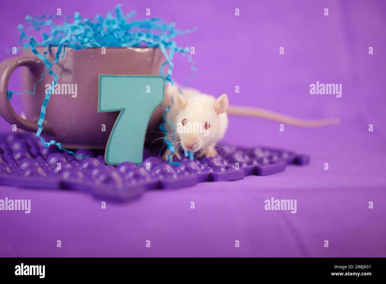 Cute rat on a purple background with numbers Stock Photo - Alamy