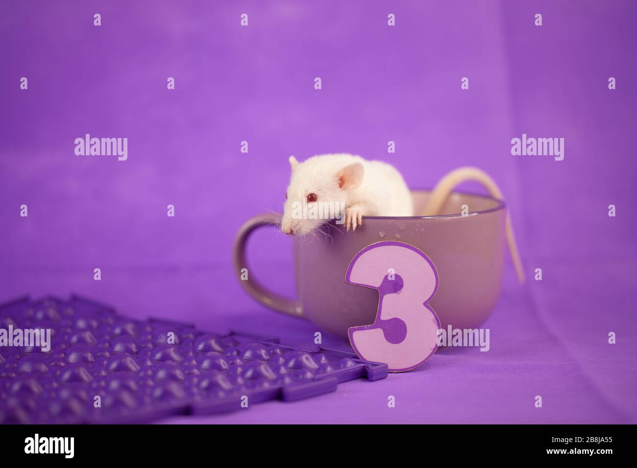 Cute rat on a purple background with numbers Stock Photo - Alamy