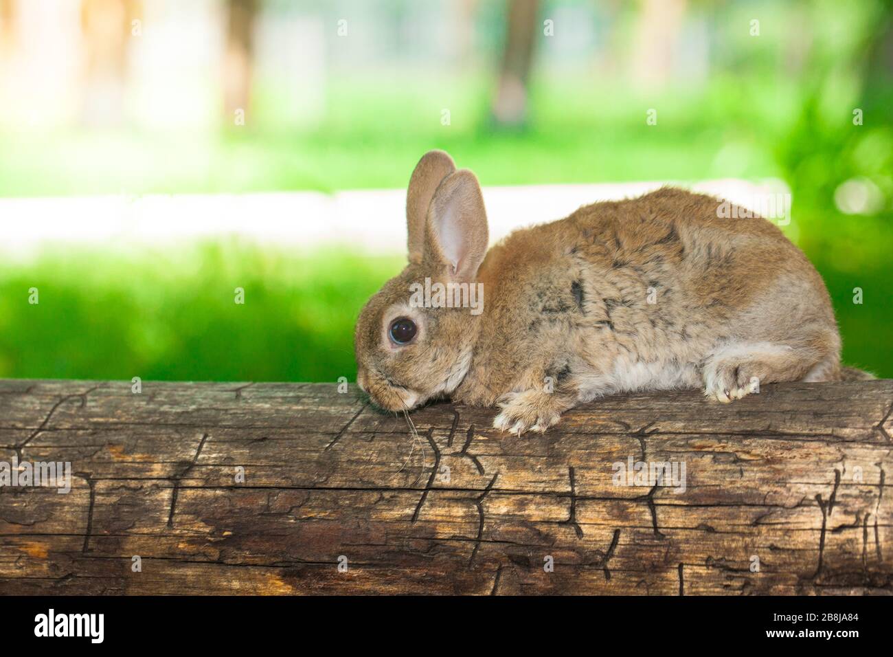 Cute rabbit sits on a wooden log among the green lawn of grasses Stock ...
