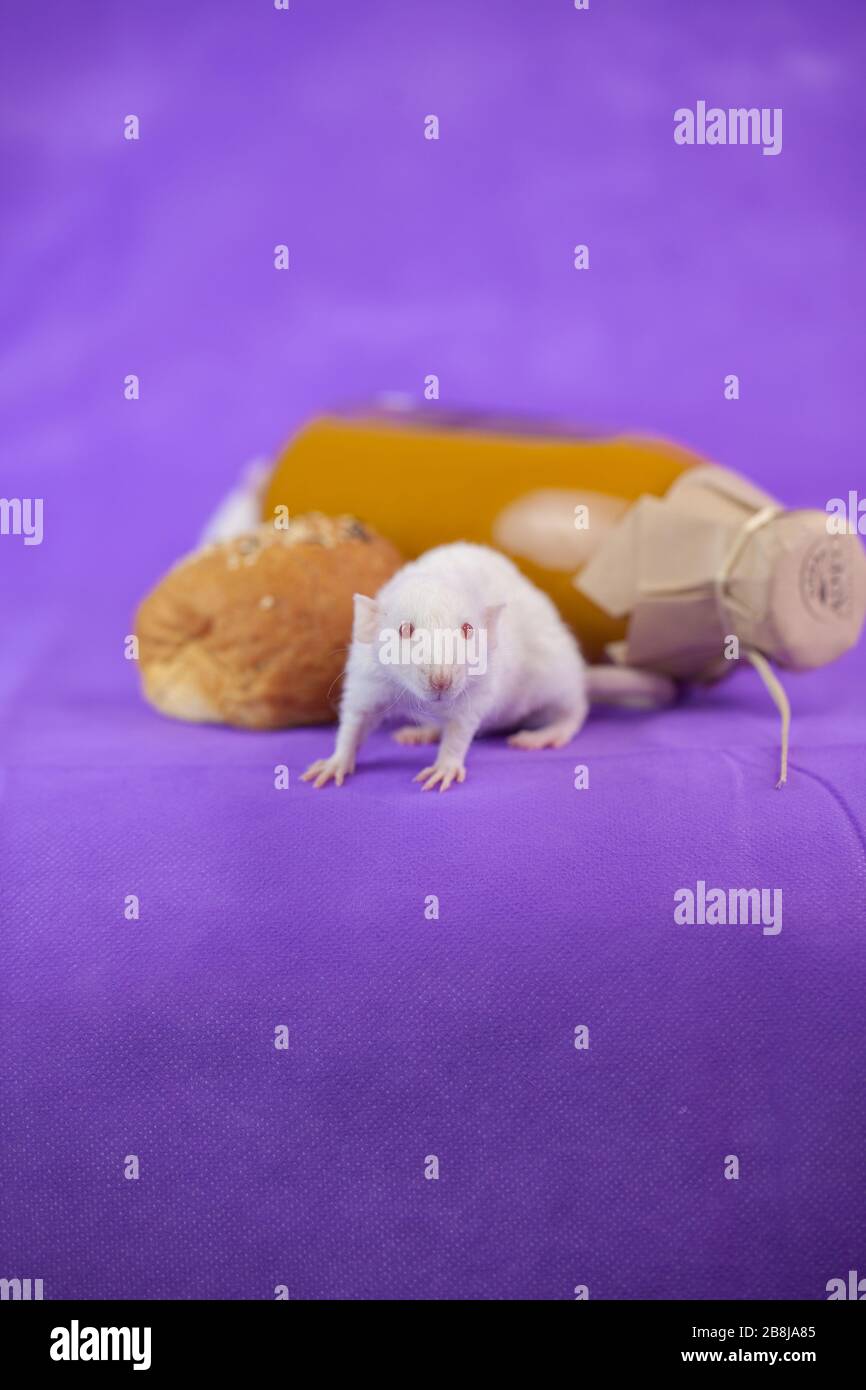 Cute rat on a purple background with numbers Stock Photo - Alamy
