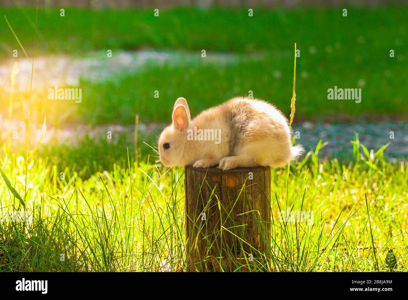 Rabbit Log High Resolution Stock Photography and Images - Alamy