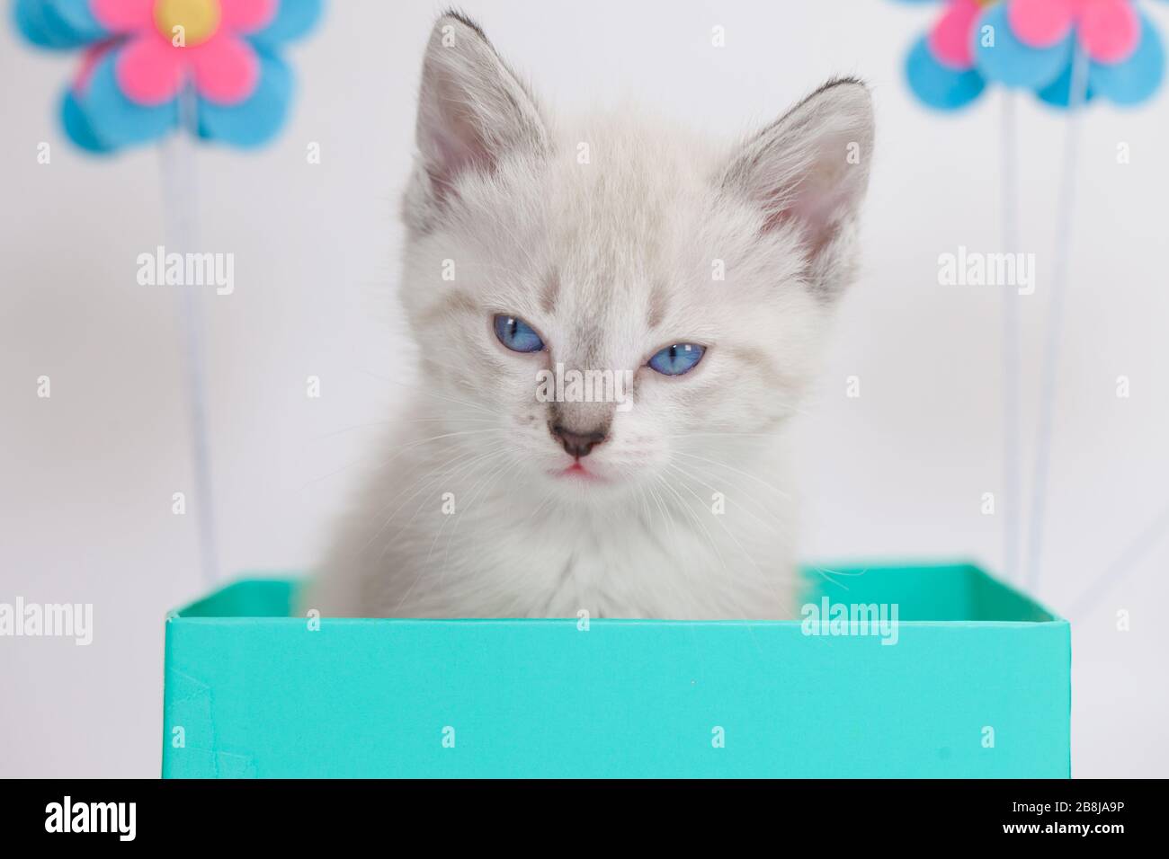 White kitty with a turquoise box on a white background Stock Photo - Alamy