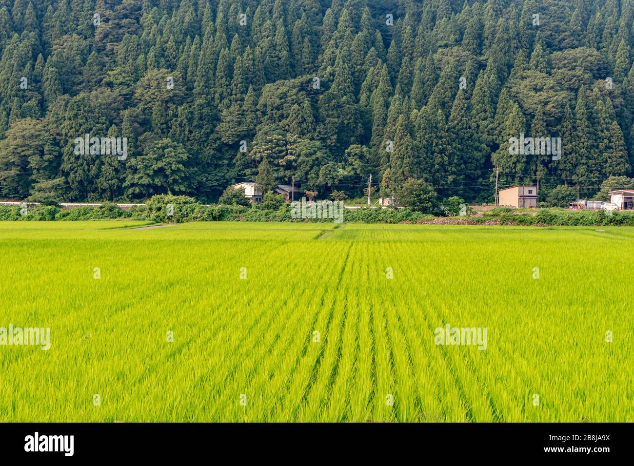 Summer view of countryside rice paddy field, ready for harvesting ...