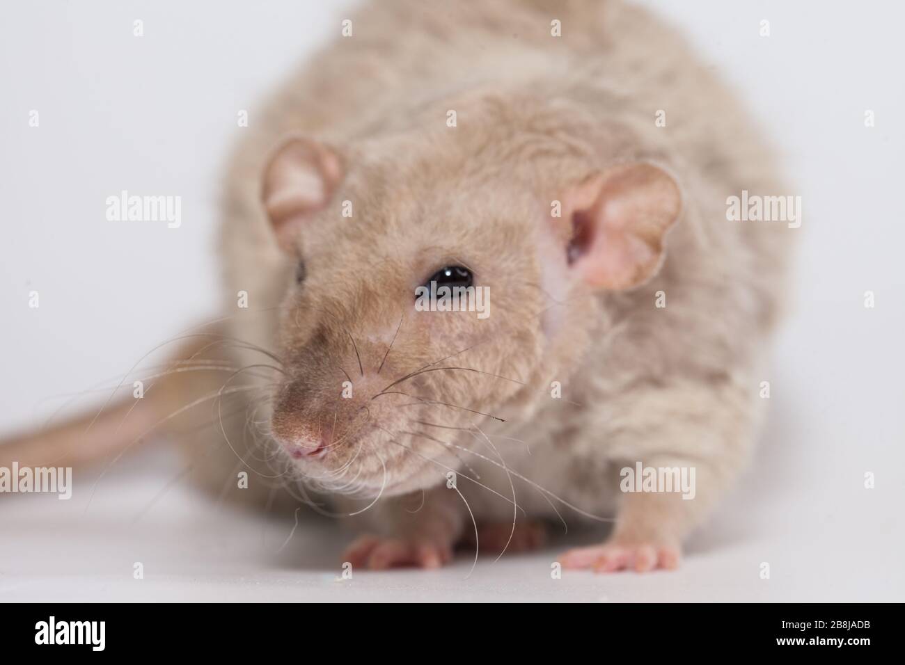 Big and charismatic rat on a white background Stock Photo - Alamy