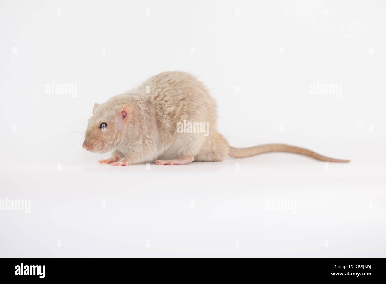 Big and charismatic rat on a white background Stock Photo - Alamy