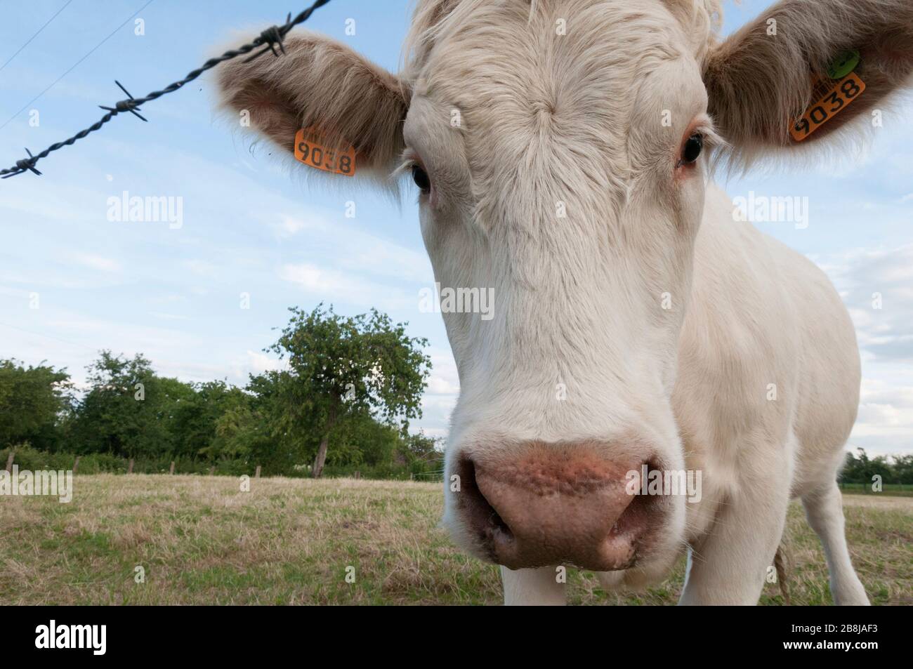 Vache tete de vache hi-res stock photography and images - Alamy