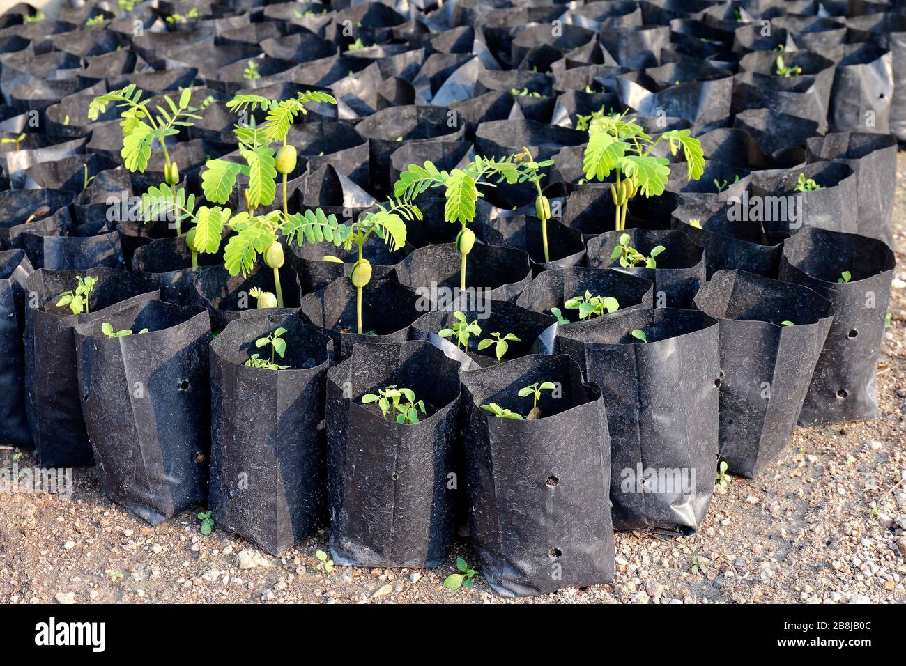 tamarind saplings of young plants in a bag black, plantation farming of ...