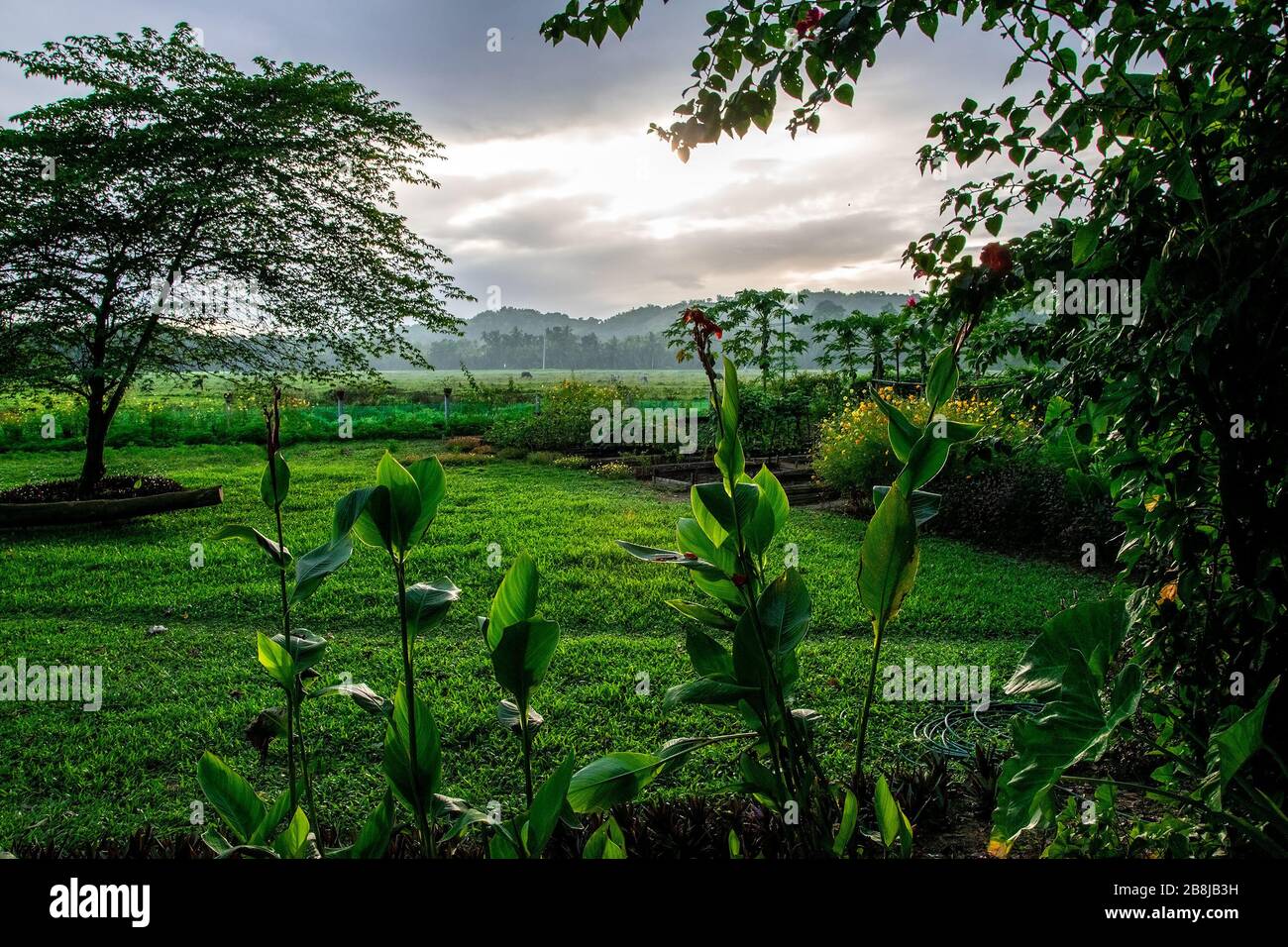 Sunset view of tree, vegetable garden and field on the countryside in ...