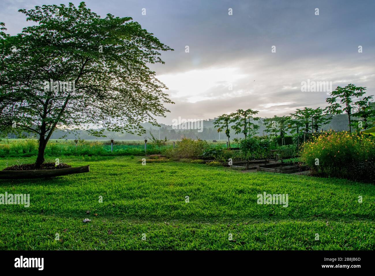 Sunset view of tree in the vegetable garden and field on the ...