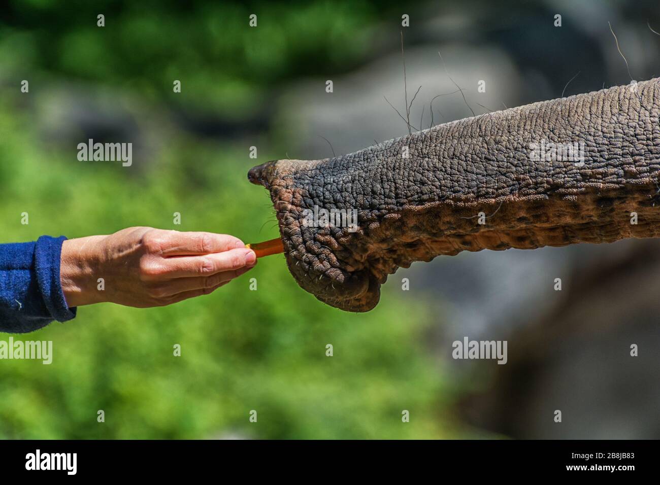 Thai people feeding food hi-res stock photography and images - Alamy