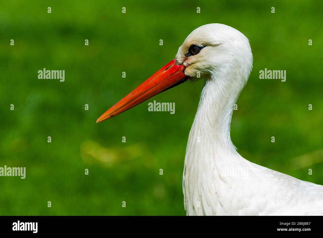 Head of a white stork Stock Photo - Alamy