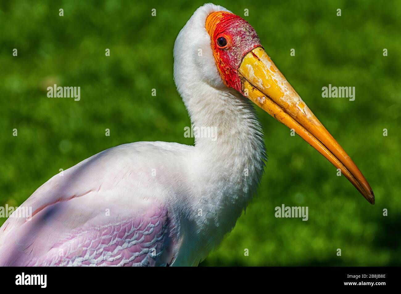 Head of a greedy bird Stock Photo - Alamy