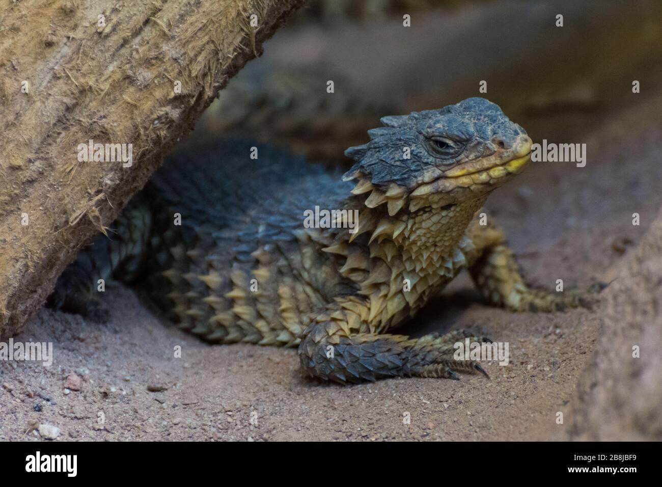 head of a giant sungazer Stock Photo - Alamy