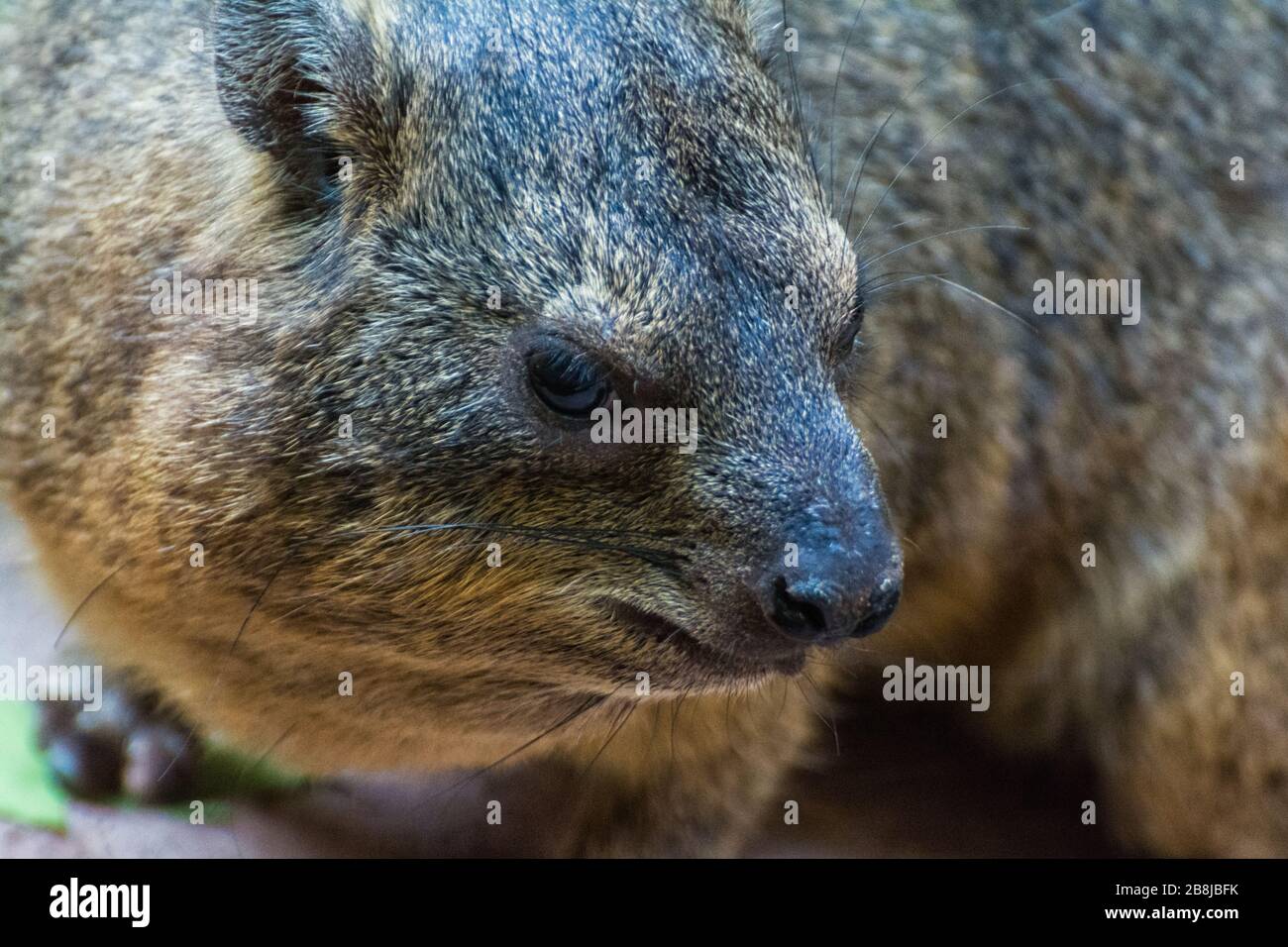 Hyrax habitat hi-res stock photography and images - Alamy