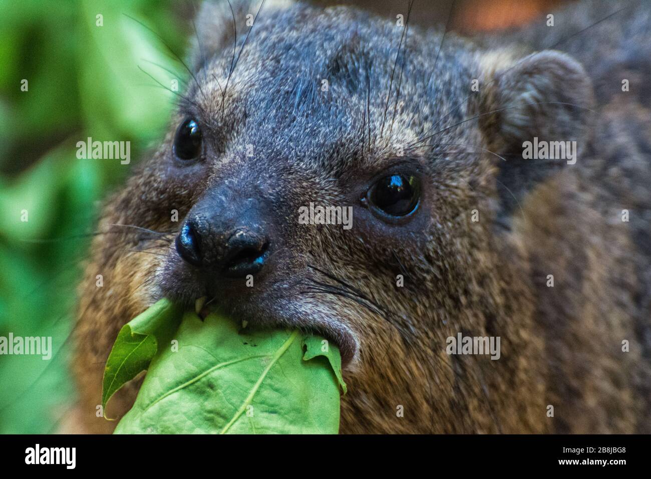 Hyrax habitat hi-res stock photography and images - Alamy