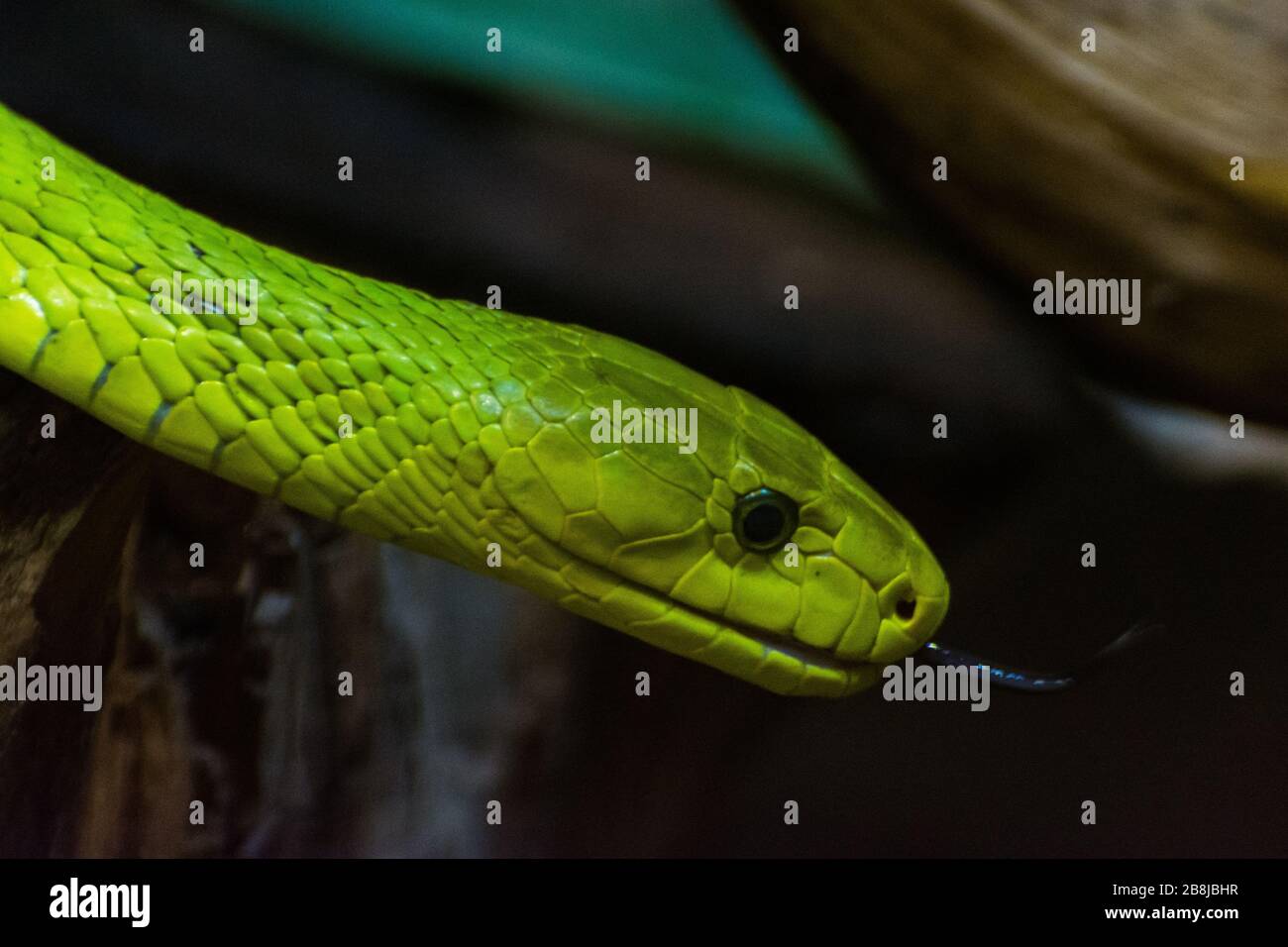 head of a green mamba Stock Photo - Alamy