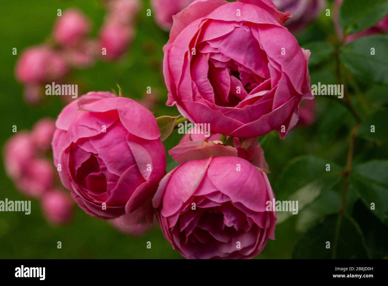 selective focus, bright peony roses Stock Photo - Alamy