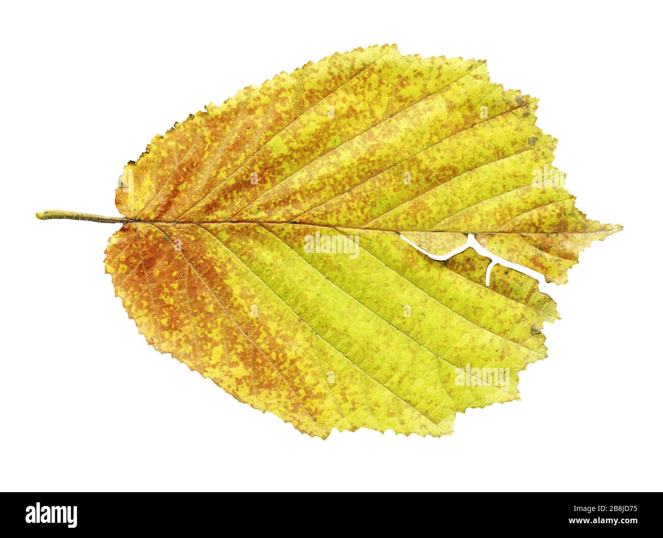 Alder yellow leaf isolated on white. Alnus glutinosa autumn leaf ...