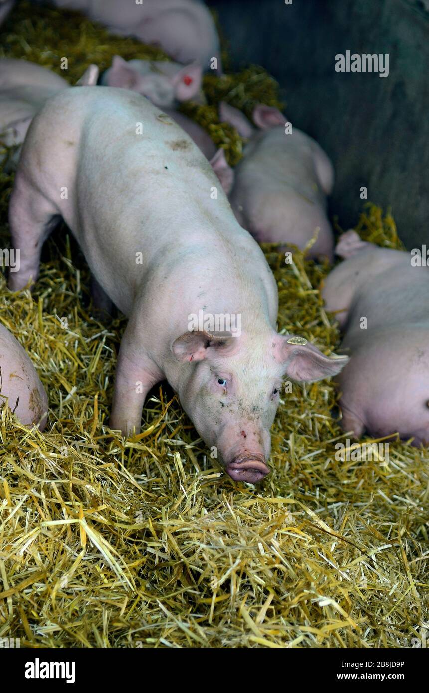 Austria, piglets for industrial pig breeding Stock Photo - Alamy