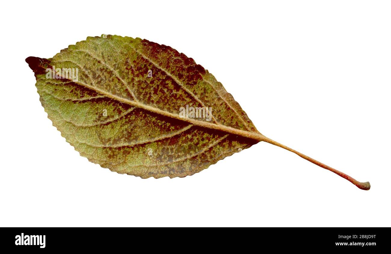 Malus autumn leaf isolated on white. Apple leaf isolated on white ...