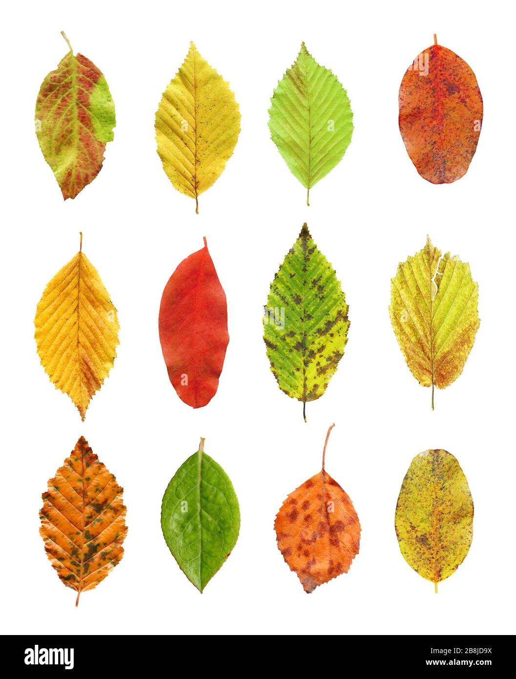 Collection of tree leaves isolated. Bright autumn leaves Stock Photo ...