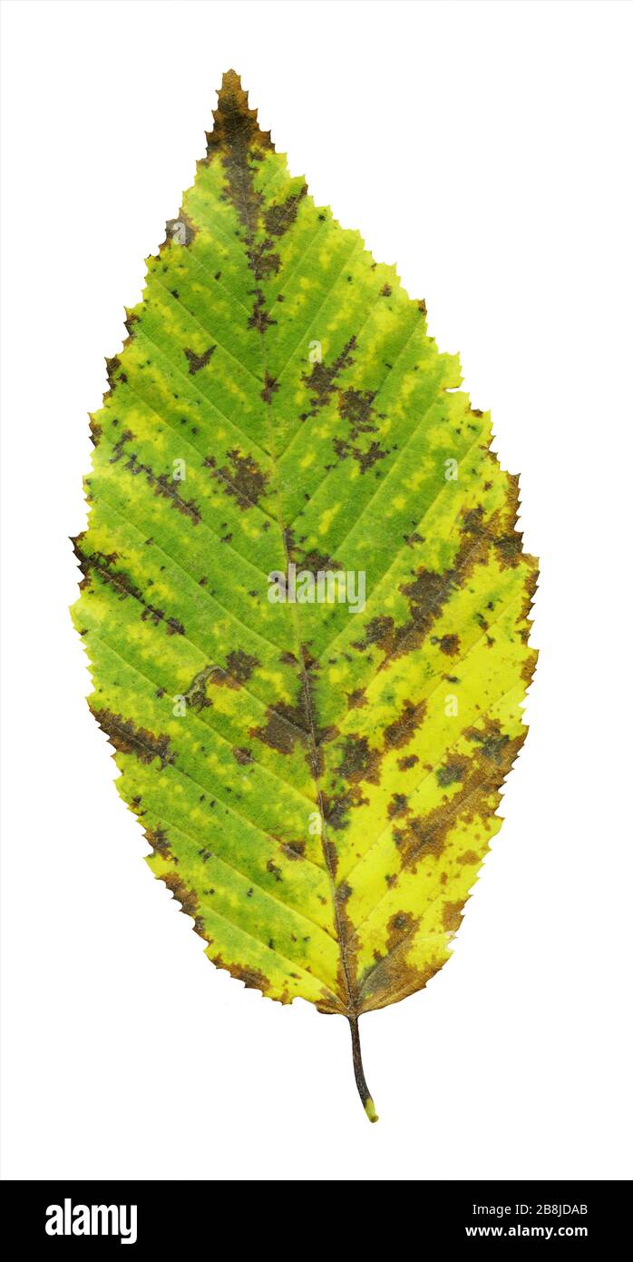 Single green elm leaf. Beautiful bright colorful elm green leaf ...