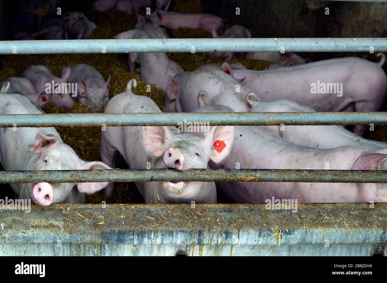 Austria, piglets for industrial pig breeding Stock Photo - Alamy