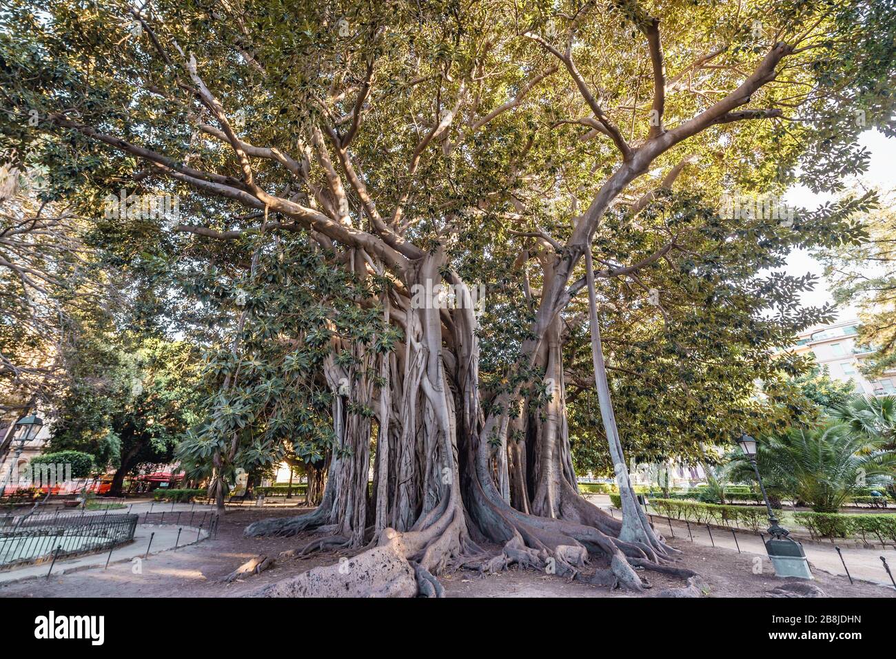 Large Ficus macrophylla tree commolny known as Moreton Bay fig in ...