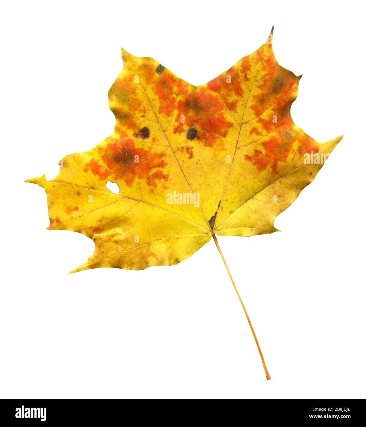 Maple acer autumn leaf isolated on a white background. Acer rubrum ...