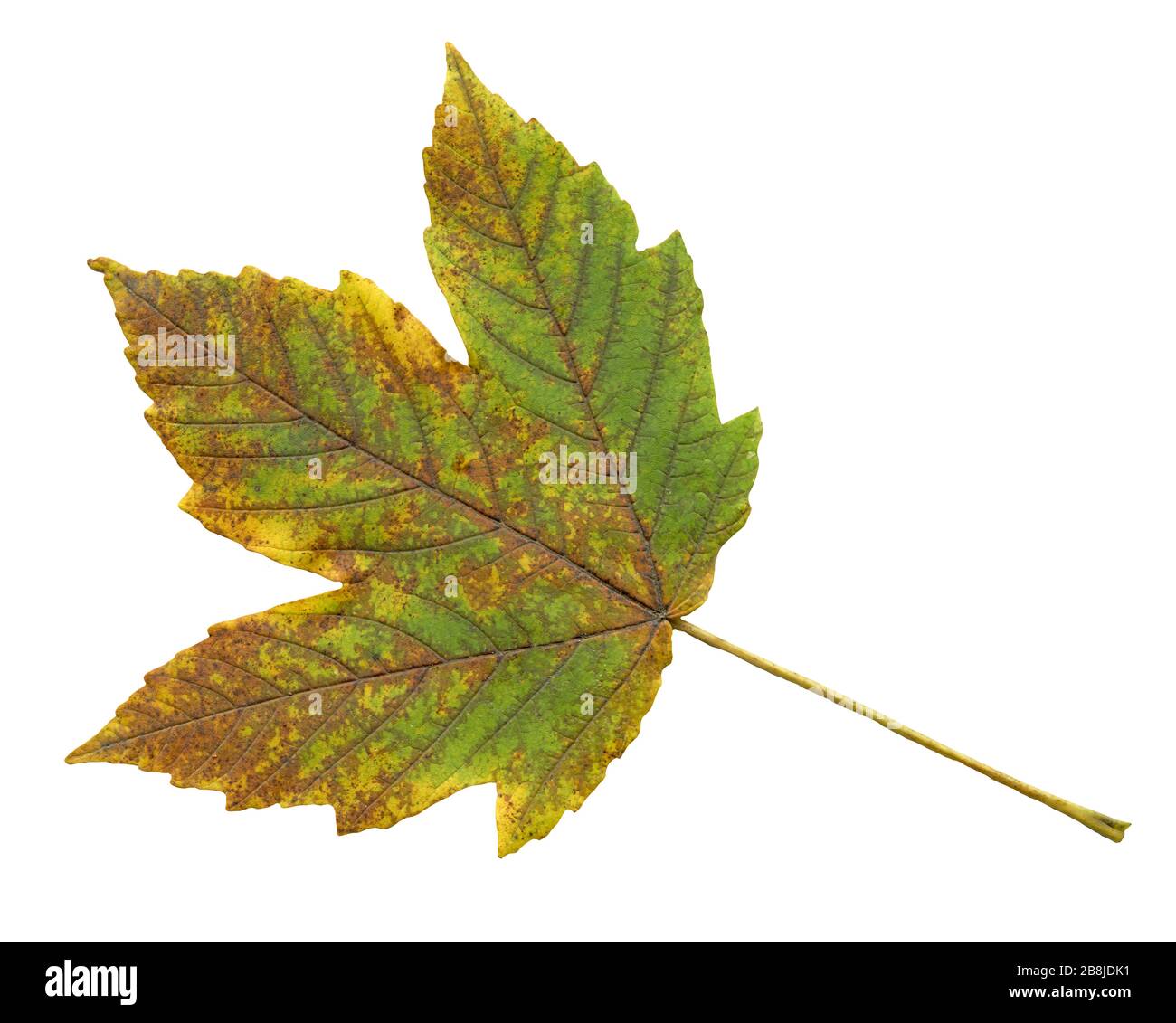 Autumn maple leaf isolated. Colorful autumn maple leaf isolated Stock ...