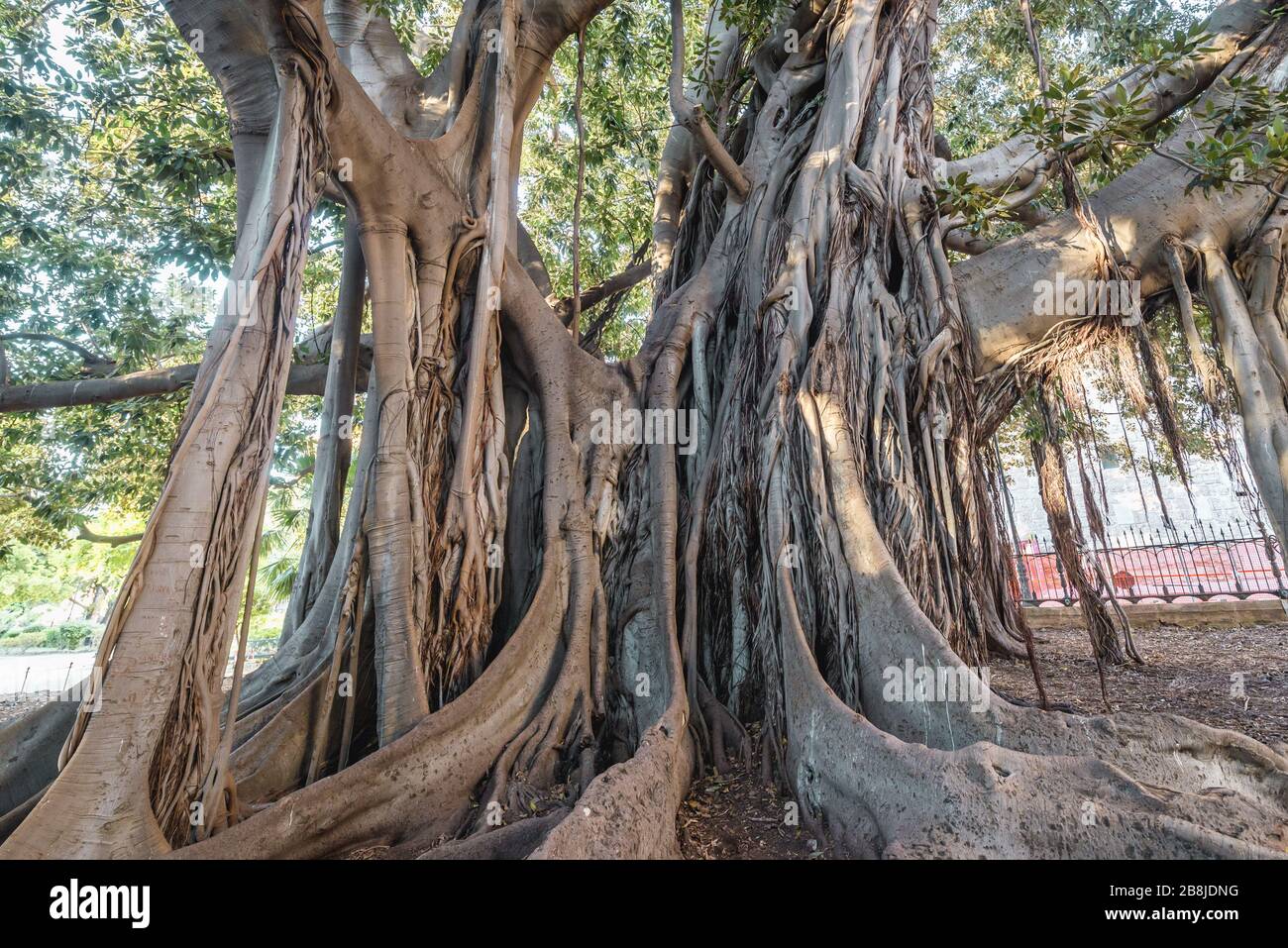 Large Ficus macrophylla tree commolny known as Moreton Bay fig in ...