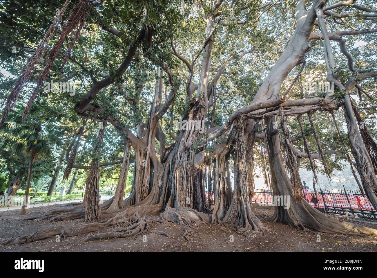 Large Ficus macrophylla tree commolny known as Moreton Bay fig in ...