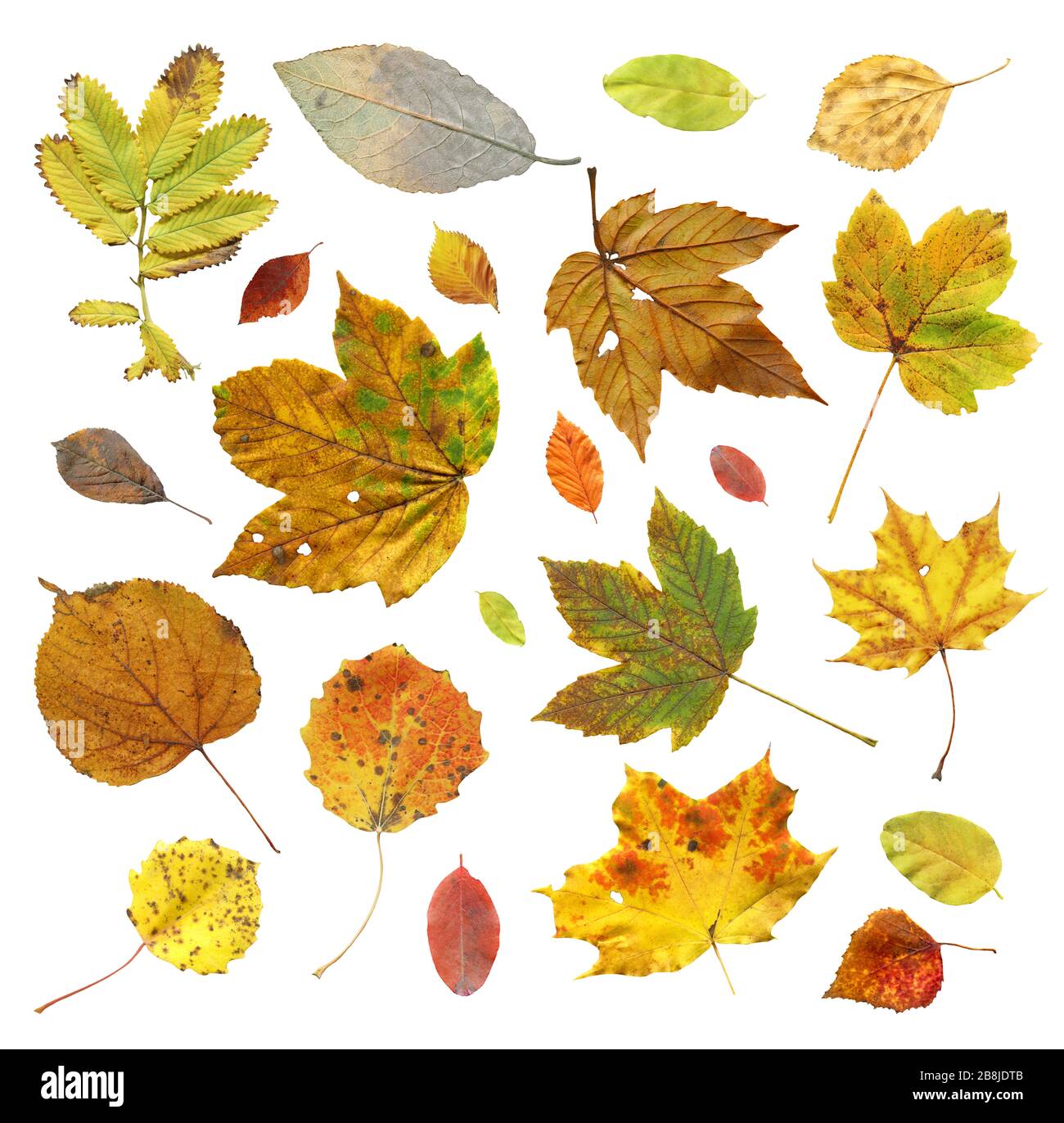 Set of colourful autumn leaves. Collection set of autumn leaves ...