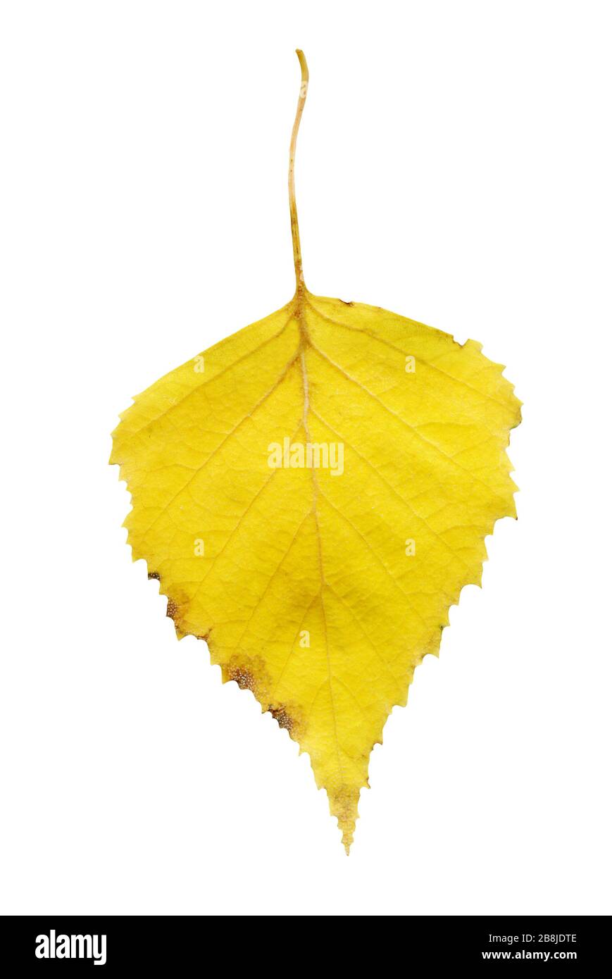 Yellow fallen leaf of birch tree isolated. Autumn leaves of birch tree ...