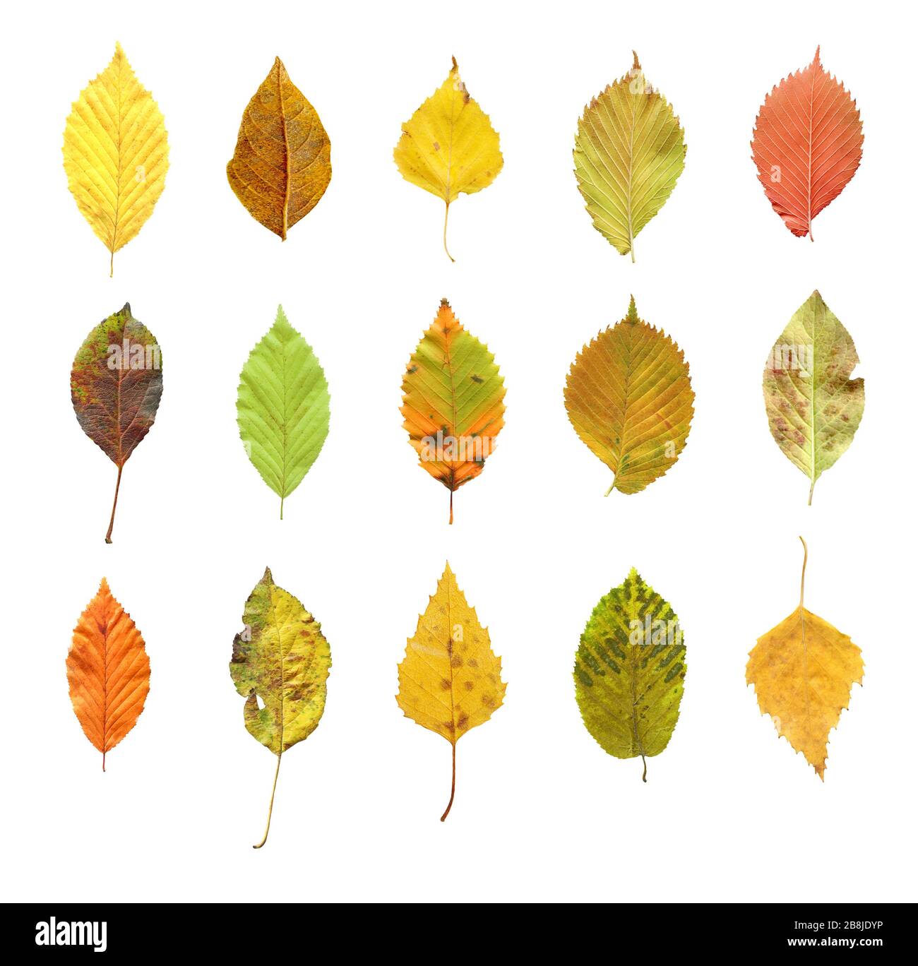 Colorful autumn leafs set isolated on white background. Autumn leaves ...