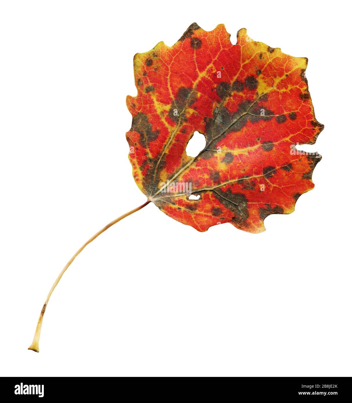 Red aspen leaf forest Cut Out Stock Images & Pictures - Alamy