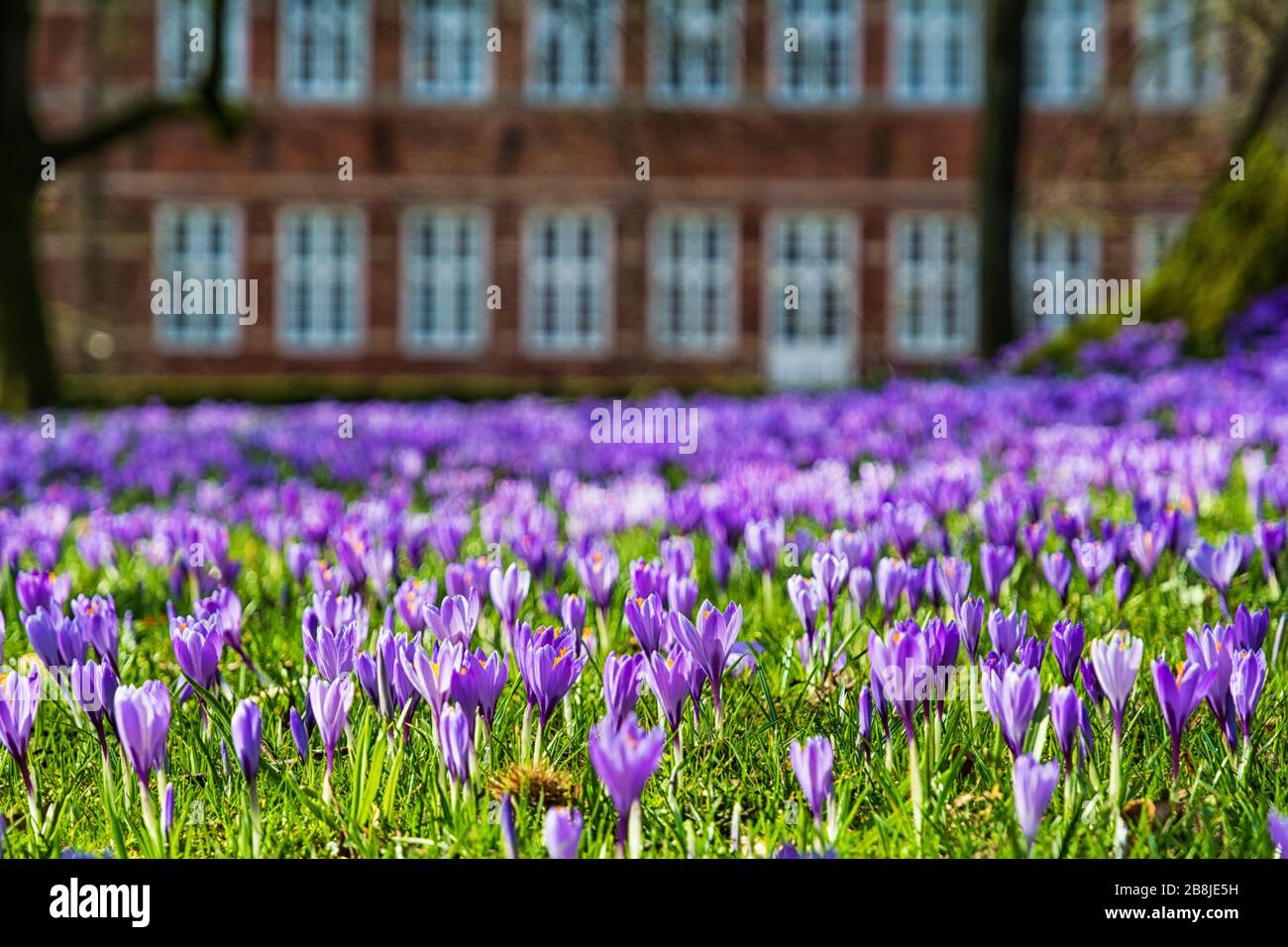 Crocus blossom in Husum in front of the castle Stock Photo - Alamy