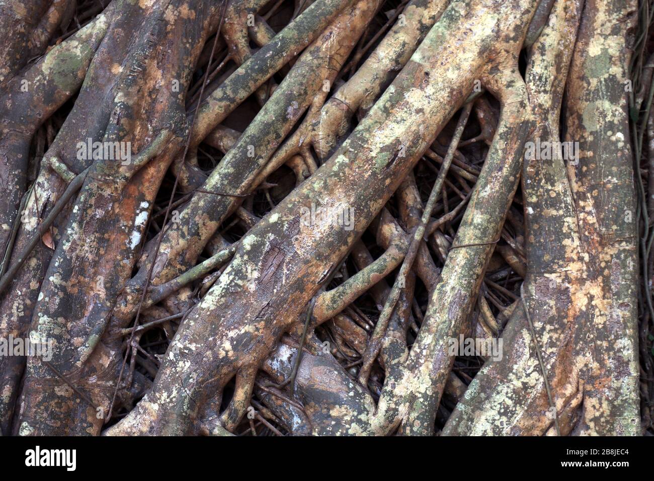 root vine texture of tree background (selective focus Stock Photo - Alamy